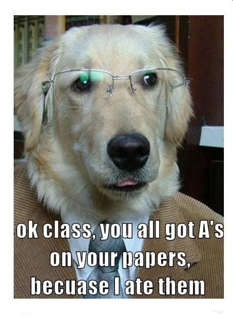 Pandemic Profs: Prof Pups - Rowan Blog